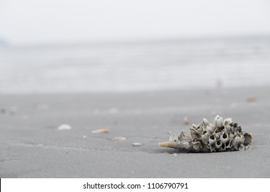 134 Tower screw shell Images, Stock Photos & Vectors | Shutterstock