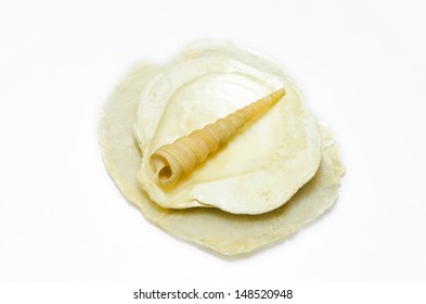 134 Tower screw shell Images, Stock Photos & Vectors | Shutterstock