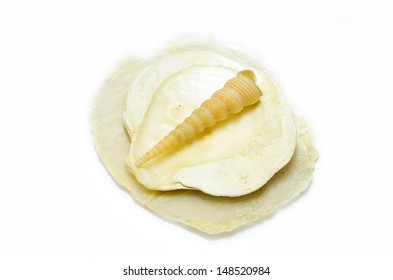 134 Tower screw shell Images, Stock Photos & Vectors | Shutterstock