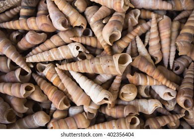 134 Tower screw shell Images, Stock Photos & Vectors | Shutterstock