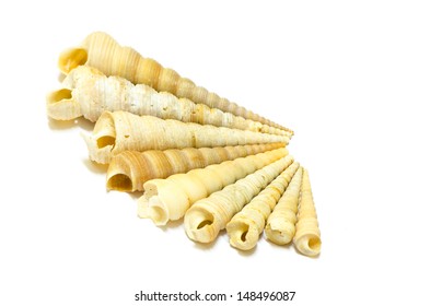 120 Elongated gastropod Images, Stock Photos & Vectors | Shutterstock