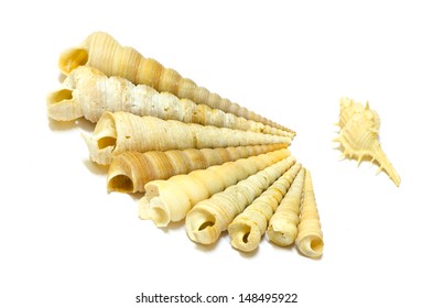 134 Tower screw shell Images, Stock Photos & Vectors | Shutterstock