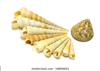 120 Elongated gastropod Images, Stock Photos & Vectors | Shutterstock