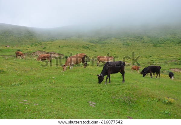 261 S Cown Images, Stock Photos & Vectors | Shutterstock