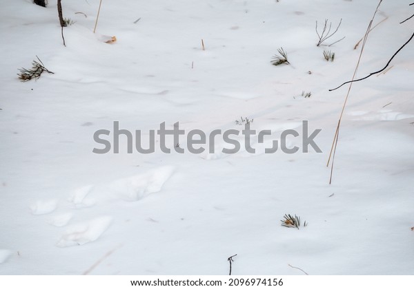 Traces Hare Fox Chasing Him On Stock Photo 2096974156 | Shutterstock