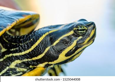 Trachemys Scripta Elegans Florida Turtle Details Stock Photo 1525044023 ...