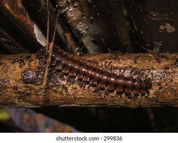 23 imágenes de Tractor millipede - Imágenes, fotos y vectores de stock ...