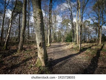 Branchless tree : 78 images, photos et images vectorielles de stock ...