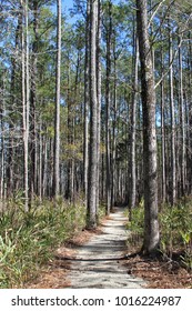 Trail Through Longleaf Pine Forest Stock Photo 1016224987 | Shutterstock