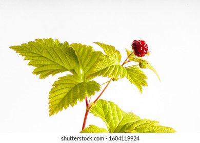 192 Trailing Raspberry Images, Stock Photos & Vectors | Shutterstock