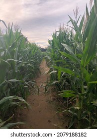 939 Corn Pathway Images, Stock Photos & Vectors | Shutterstock