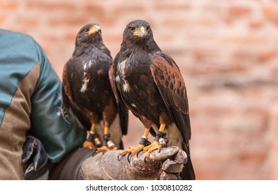 Trained Red Winged Buzzard Sitting On Stock Photo 1030810282 | Shutterstock