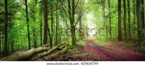 Photo de stock Un paysage de forêt printanière paisible, 429834799 ...