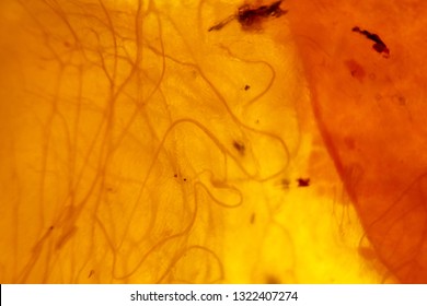 809 Translucent flesh Images, Stock Photos & Vectors | Shutterstock