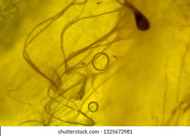 809 Translucent flesh Images, Stock Photos & Vectors | Shutterstock