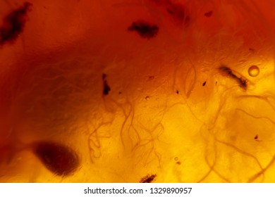 809 Translucent flesh Images, Stock Photos & Vectors | Shutterstock