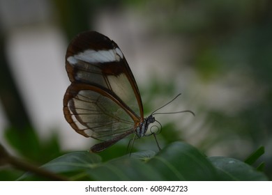 Translucent Butterfly Stock Photo 608942723 | Shutterstock