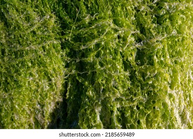 14,430 Algae sun Images, Stock Photos & Vectors | Shutterstock