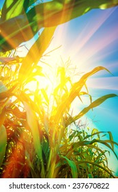 221,407 Beautiful corn Images, Stock Photos & Vectors | Shutterstock