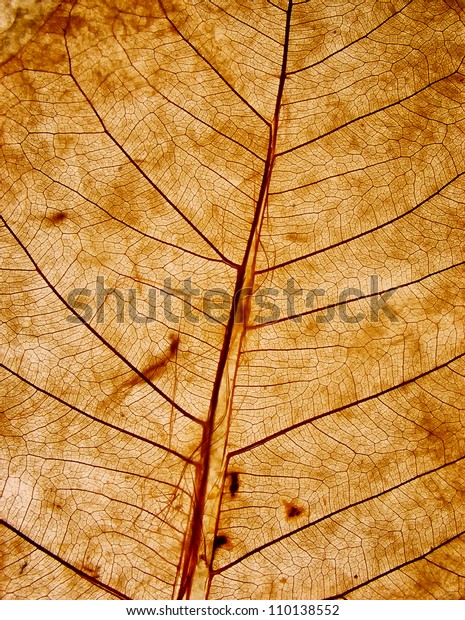 Transparent Leaf Texture Stock Photo 110138552 | Shutterstock