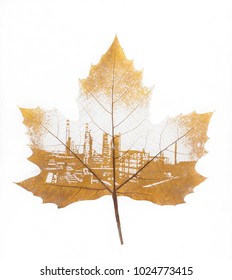 Transparent Maple Leaf Leaf Skeleton Stock Photo 1024773415 | Shutterstock