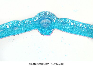 Transverse Section Leaf Stock Photo 159426587 | Shutterstock