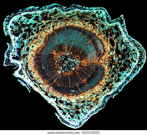 189 imagens de Pine microscope slide Imagens, fotos stock e vetores ...
