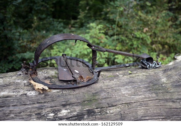 Trap Used Catch Kill Wolves Stock Photo 162129509 | Shutterstock