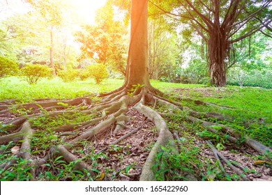 Tree Stock Photo 165422960 | Shutterstock
