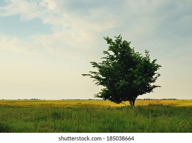 2,139,727 Field sky tree Stock Photos, Images & Photography | Shutterstock