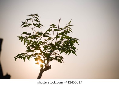 Tree Stock Photo 412455817 | Shutterstock