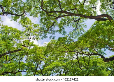 Large Summer Tree Wide Branches Summertime Stock Photo 1335442427 ...