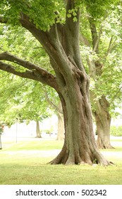 19,386 Thick trunk tree Images, Stock Photos & Vectors | Shutterstock