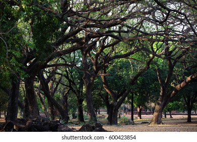 Famous Banyan Tree Auroville India库存照片559037359 | Shutterstock