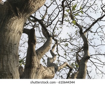 Tree Stock Photo 610644344 | Shutterstock