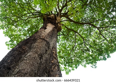 Tall Jelutong Tree Scientifically Known Dyera Stock Photo 151992422 ...
