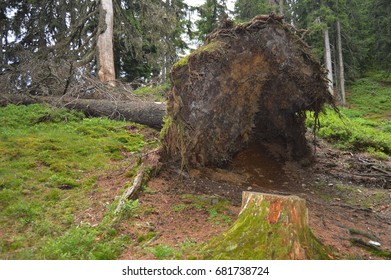5,088 Reversed tree Images, Stock Photos & Vectors | Shutterstock