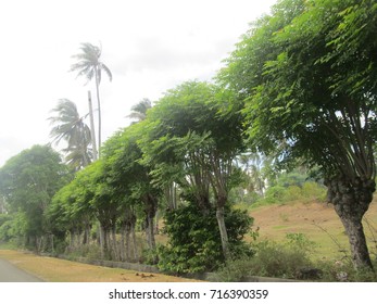 Tree Stock Photo 716390359 | Shutterstock