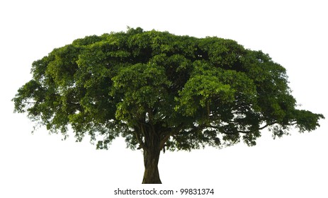 189,398 Big Tree Isolated Images, Stock Photos & Vectors | Shutterstock