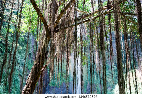 8,283 Aerial Roots Images, Stock Photos & Vectors | Shutterstock
