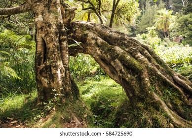 Tree Archtree Arch Stock Photo 584725690 | Shutterstock