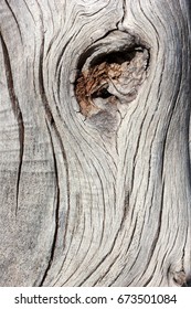 85,936 Tree with knot Images, Stock Photos & Vectors | Shutterstock