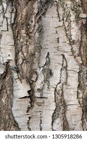 Tree Background Textures Stock Photo 1305918286 | Shutterstock