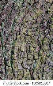 Tree Background Textures Stock Photo 1305918307 | Shutterstock