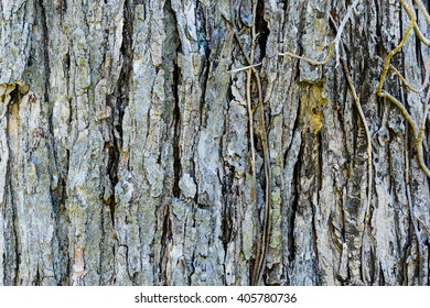 Tree Background Background Wallpaper Texture Stock Photo 405780736 ...