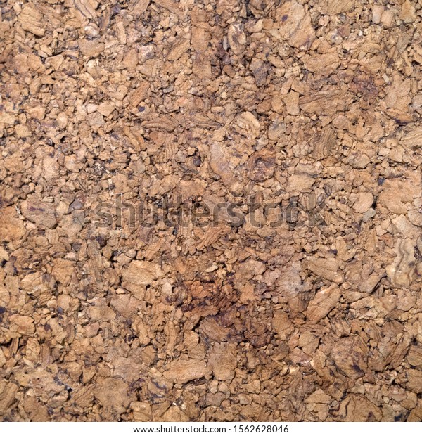 Tree Balsa Tree Texture Brown Background Stock Photo 1562628046 ...