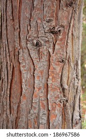 961 Scaly tree bark Images, Stock Photos & Vectors | Shutterstock