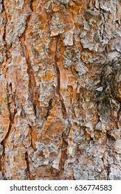 1,067 Chunks of tree bark Images, Stock Photos & Vectors | Shutterstock