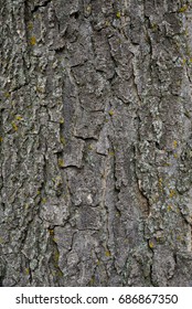 961 Scaly tree bark Images, Stock Photos & Vectors | Shutterstock