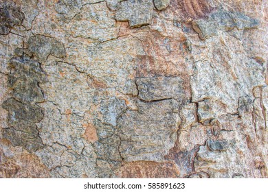 162 Boad tree Images, Stock Photos & Vectors | Shutterstock